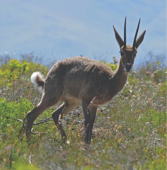 Plains-Game-Rates | Hercules Safaris